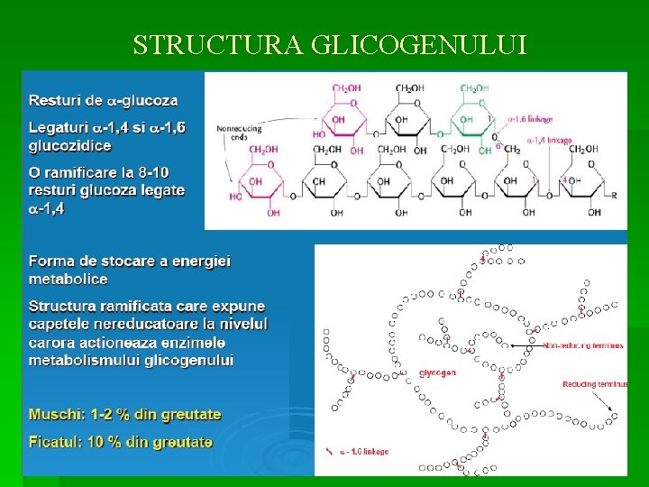 METABOLISMUL GLICOGENULUI METABOLISMUL GLICOGENULUI GLICOGENOLIZA ...