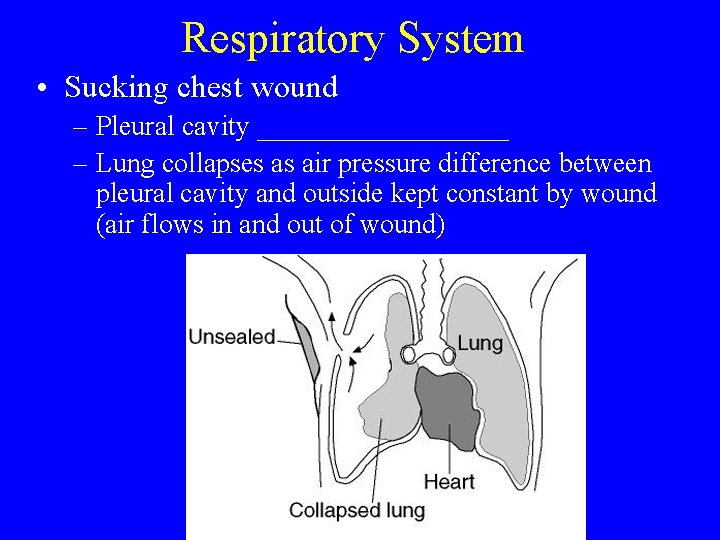 Respiratory System Respiratory System Sucking chest wound Pleural