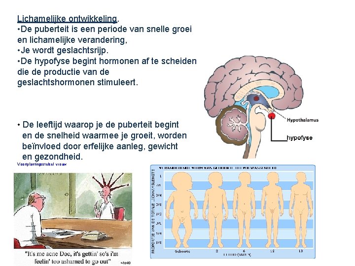 Liefde Voortplanting Les 2 Voortplanting Veranderingen vanaf de