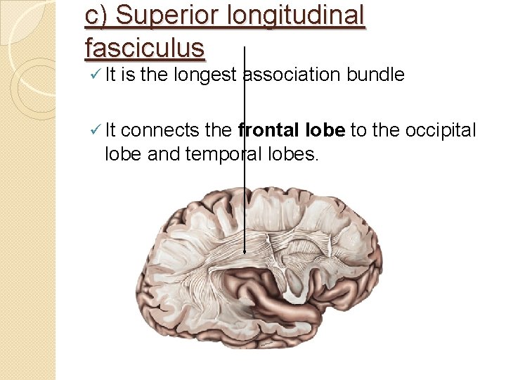 WHITE MATTER OF CEREBRUM White matter is a