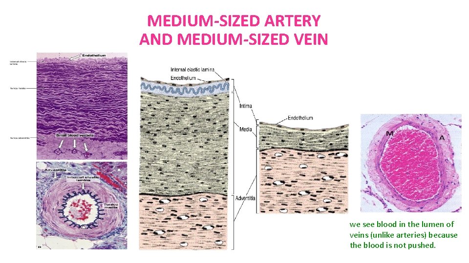 HISTOLOGY OF THE BLOOD VESSELS Color index Slides