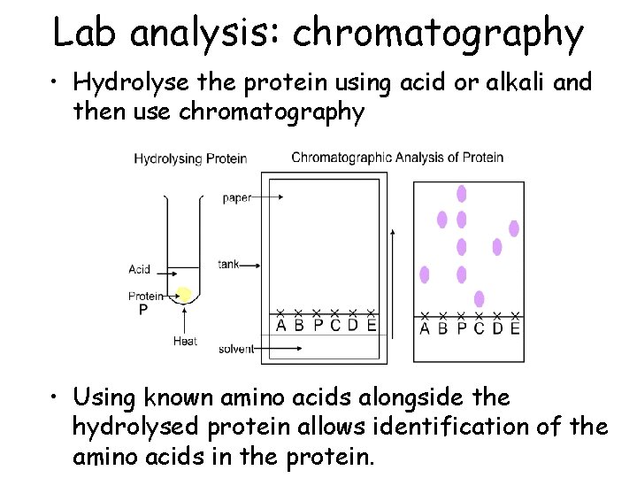 Proteins Structure Formation Digestion Proteins are large important