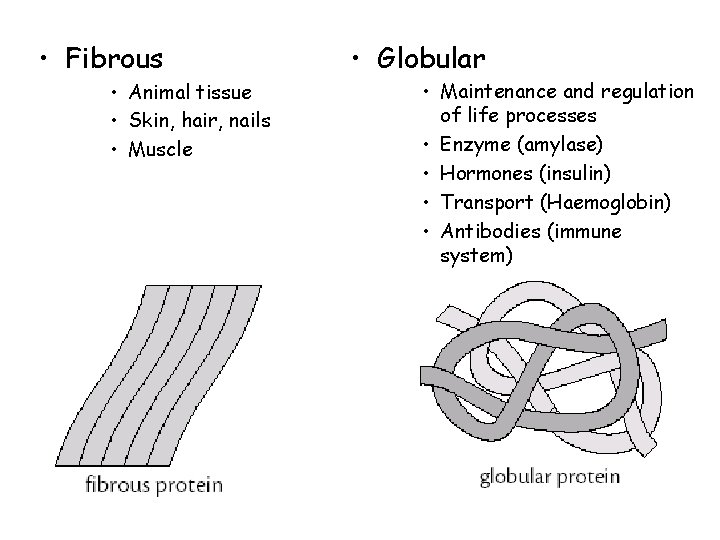 Proteins Structure Formation Digestion Proteins are large important