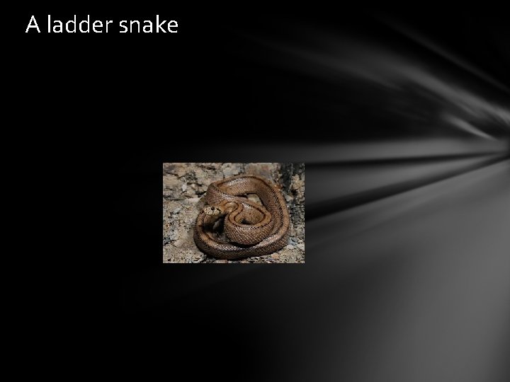 Names of animals Ocellated Lizard A ladder snake