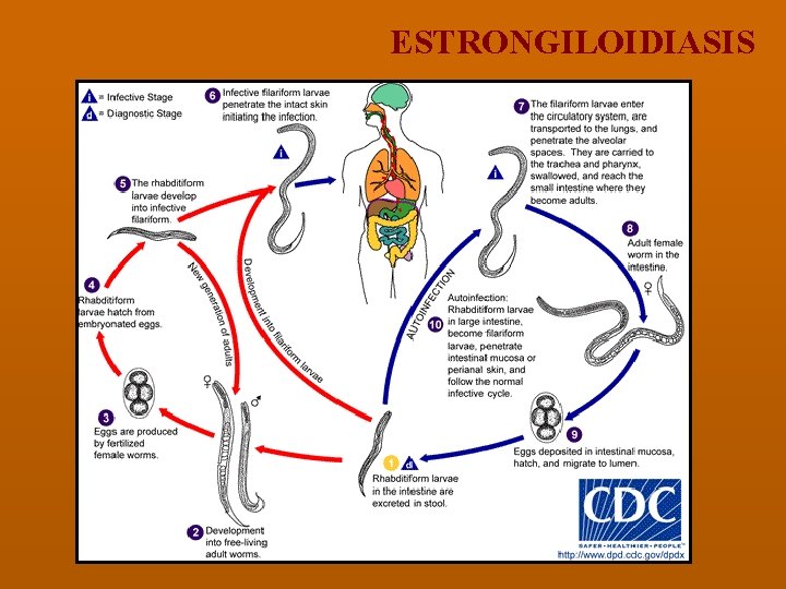 HELMINTIASIS NEMATODOS ESTRONGILOIDIASIS ANQUILOSTOMIASIS SINDROME DE ...