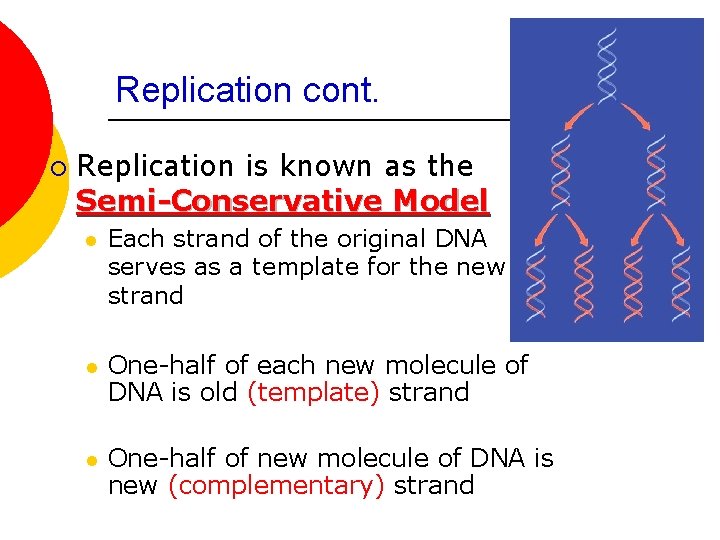 Transcription and Translation Protein Synthesis Replication Before a