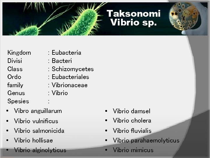 Vibrio sp Nama Kelompok 1 2 3 4