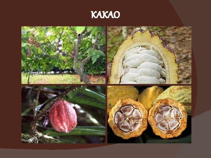 TEKNOLOGI PENGOLAHAN COKLAT KAKAO POHON INDUSTRI KAKAO COCOA
