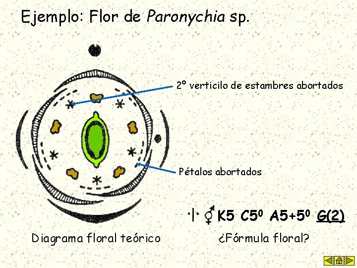 Prctica n 8 a Diagramas y Frmulas Florales