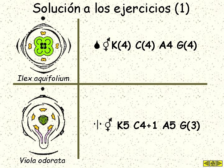 Prctica n 8 a Diagramas y Frmulas Florales