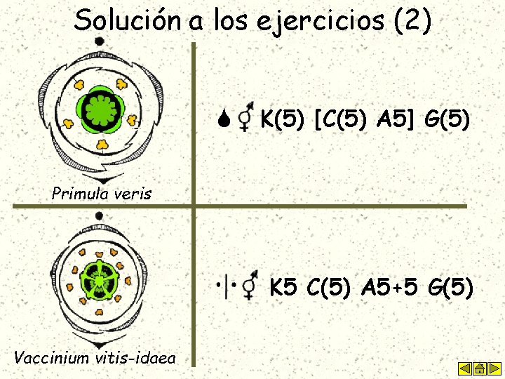 Prctica n 8 a Diagramas y Frmulas Florales
