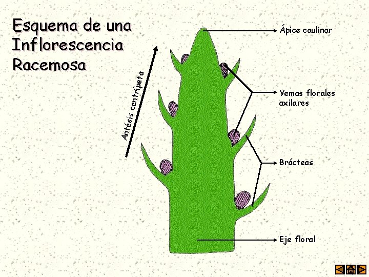 Prctica n 8 a Diagramas y Frmulas Florales