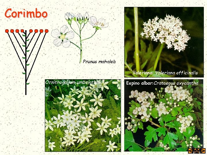 Prctica n 8 a Diagramas y Frmulas Florales