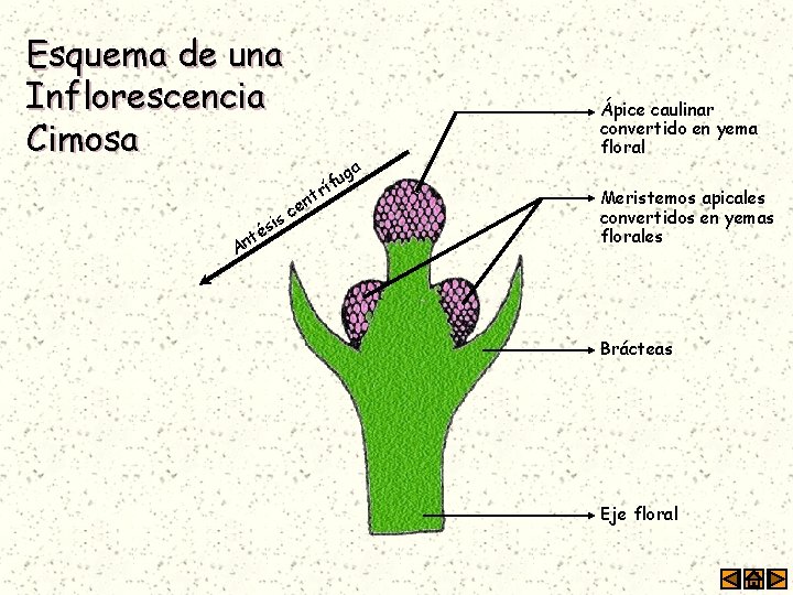 Prctica n 8 a Diagramas y Frmulas Florales