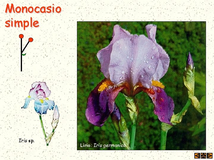 Prctica n 8 a Diagramas y Frmulas Florales