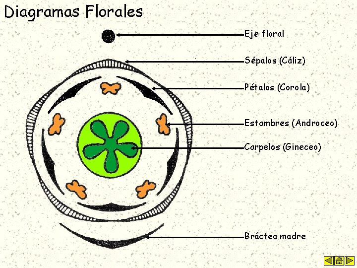Prctica n 8 a Diagramas y Frmulas Florales