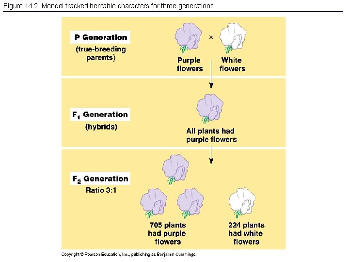 Figure 14 0 Painting of Mendel Figure 14
