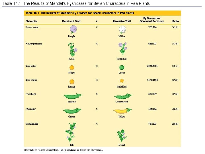 Figure 14 0 Painting of Mendel Figure 14