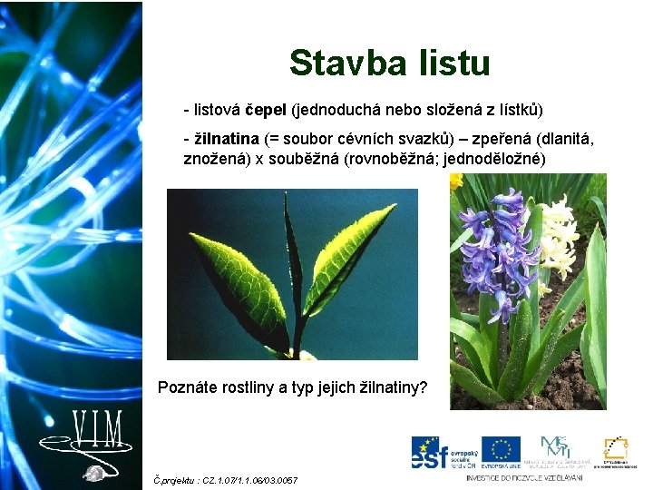 Zklady anatomie rostlin 2 dl list projektu CZ