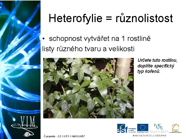 Zklady anatomie rostlin 2 dl list projektu CZ