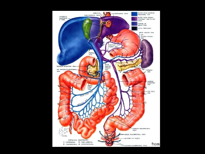 VASCULARISATION DU TUBE DIGESTIF PCEM 2 2011 Olivier