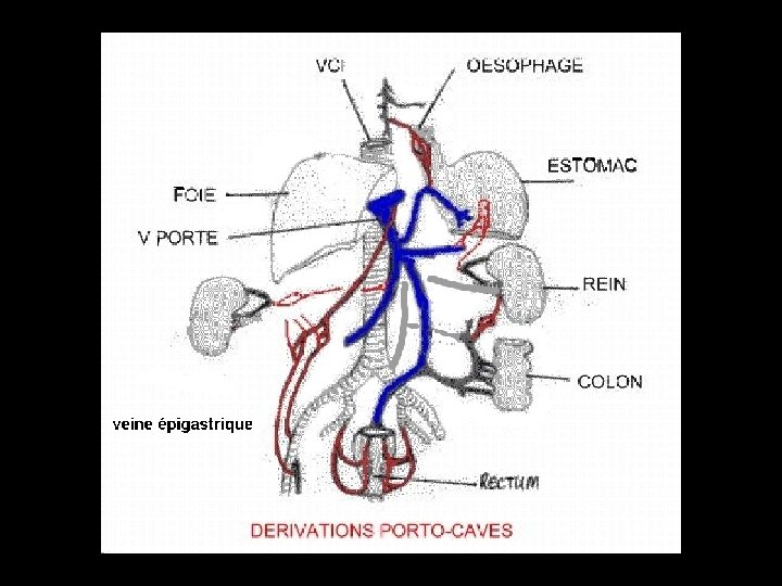 VASCULARISATION DU TUBE DIGESTIF PCEM 2 2011 Olivier