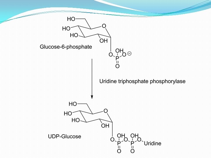PhaseII Drug Metabolism Pharmaceutical Medicinal ChemistryI Dr Bilal
