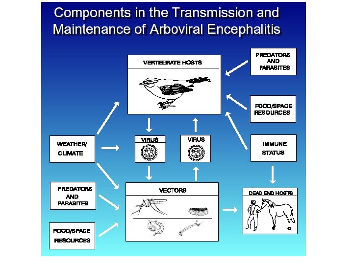 Arboviruses ARthropod Borne Viruses Definitive host Arthropod Both