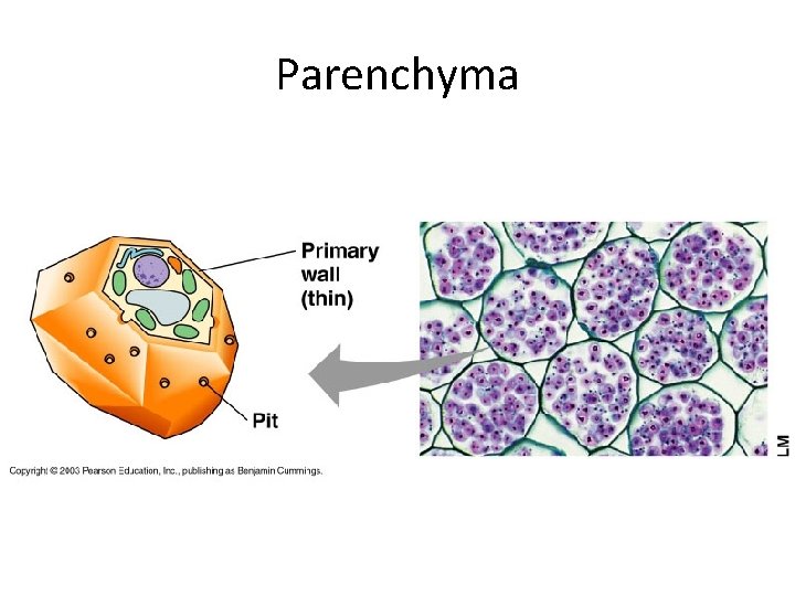 Ch 31 Plant Structure Growth and Differentiation Plant