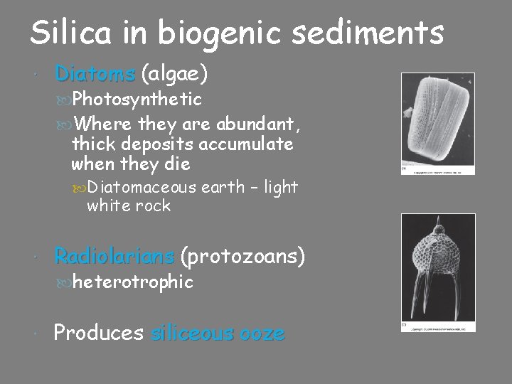 Marine sediments Eroded rock particles and fragments Transported