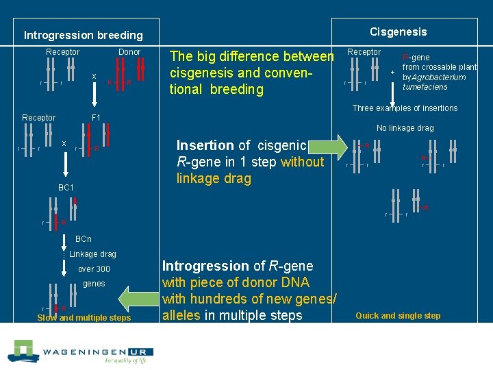 Cisgenic late blight resistant potato is next step