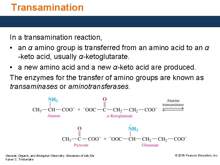 24 6 Degradation of Proteins and Amino Acids