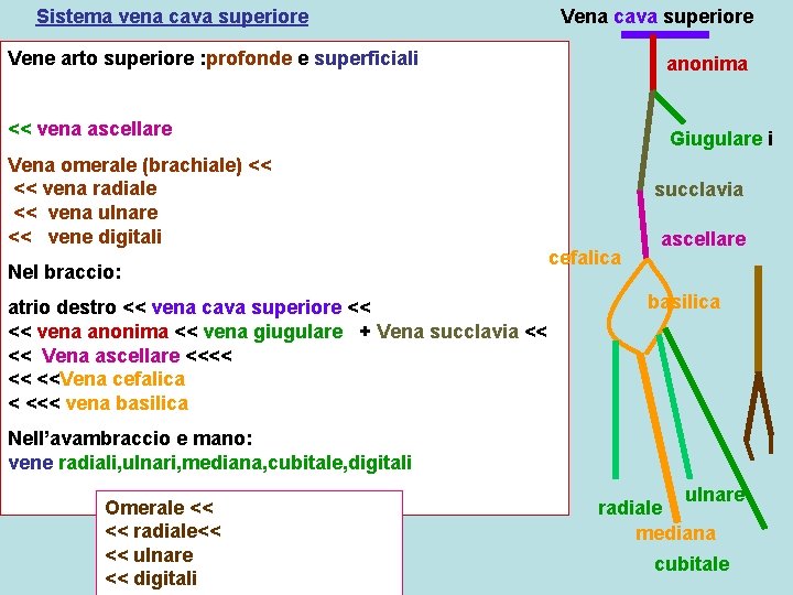 Sistema circolatorio venoso nomi e localizzazione vene principali