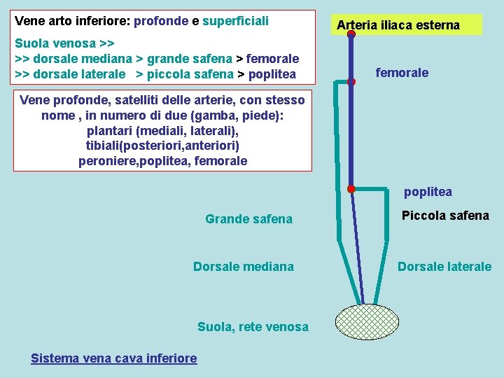 Sistema circolatorio venoso nomi e localizzazione vene principali