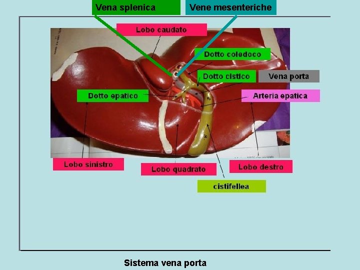 Sistema circolatorio venoso nomi e localizzazione vene principali