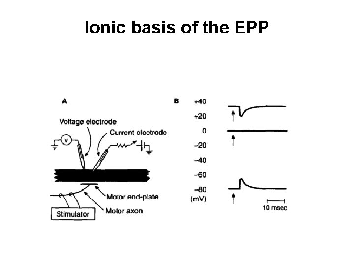 Lecture 4 Membrane Potential in Excitable Cells II