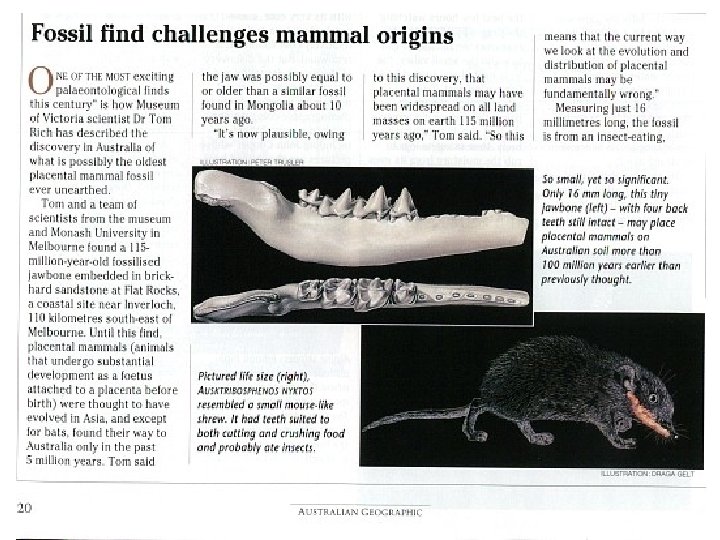 Lecture 5 Mammal Zoogeography 145 MY JURASSIC 215
