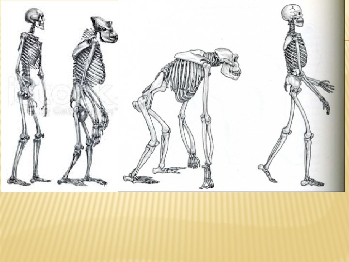 An Introduction to Primate Morphology PONGIDS V HOMINIDS