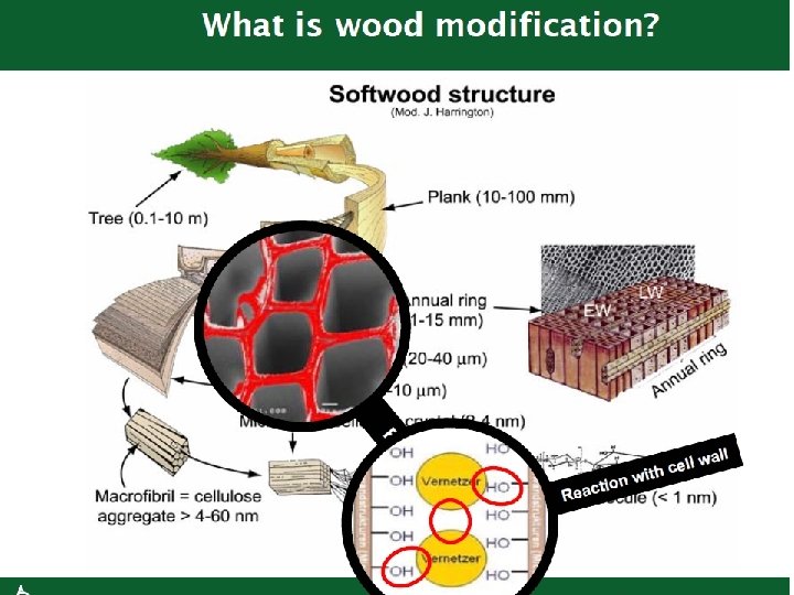 MODIFIKACIJA LESA http www digitalnaknjiznica bf uni lj