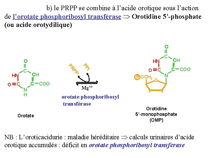 METABOLISME DES BASES PURIQUES ET PYRIMIDIQUES HypoHyper uricmies