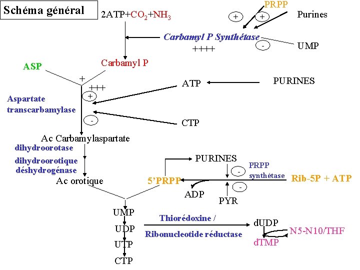 METABOLISME DES BASES PURIQUES ET PYRIMIDIQUES HypoHyper uricmies