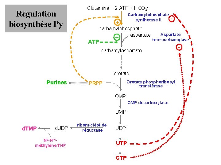 METABOLISME DES BASES PURIQUES ET PYRIMIDIQUES HypoHyper uricmies