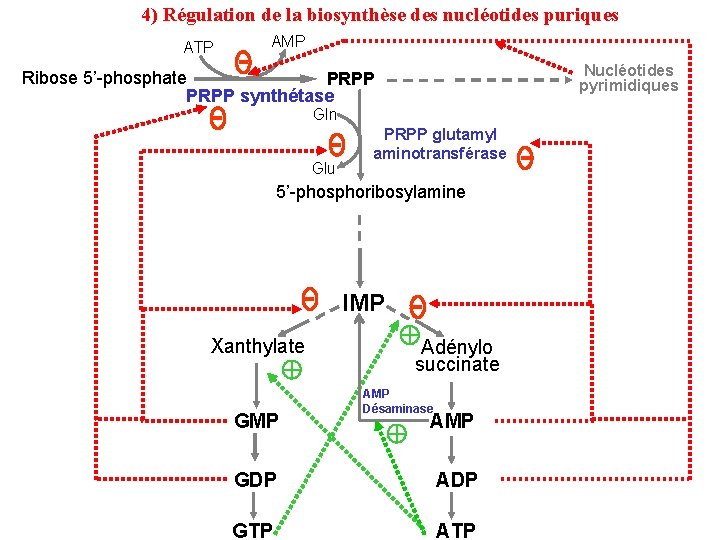 METABOLISME DES BASES PURIQUES ET PYRIMIDIQUES HypoHyper uricmies
