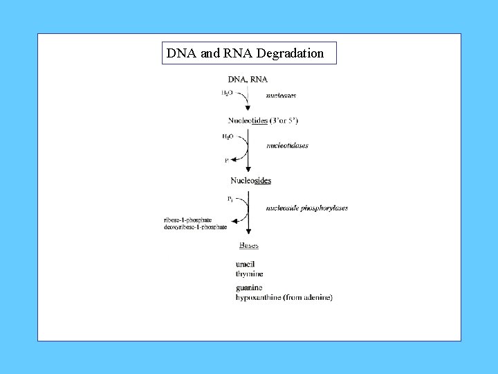 OVERVIEW OF AMINO ACID METABOLISM ENVIRONMENT ORGANISM Biosynthesis