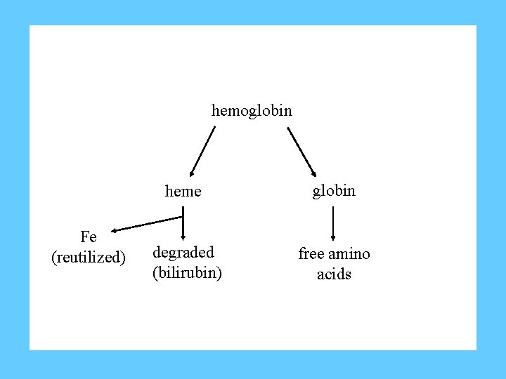 OVERVIEW OF AMINO ACID METABOLISM ENVIRONMENT ORGANISM Biosynthesis