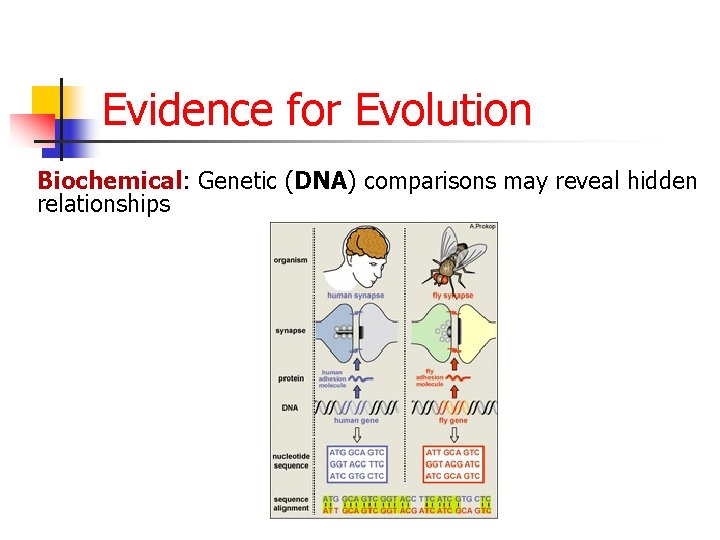 Evolution Evolution n Simply said it means n