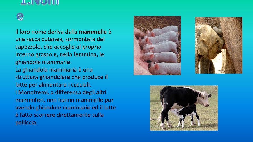 I MAMMIFERI La classe dei mammiferi incredibilmente ampia