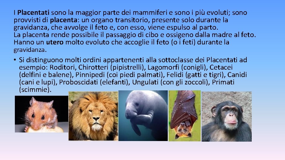 I MAMMIFERI La classe dei mammiferi incredibilmente ampia