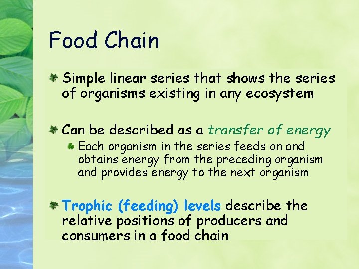 Ecosystem Dynamics Food Chains and Food Webs Maroochydore