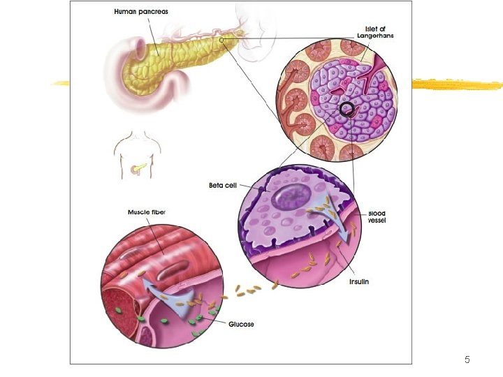 Physiology Health Exercise Lesson 18 z Normal BGL